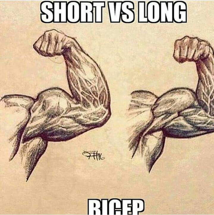 Bicep Has A Missing Part | Bodybuilding, Muscle, Fitness and Health ...